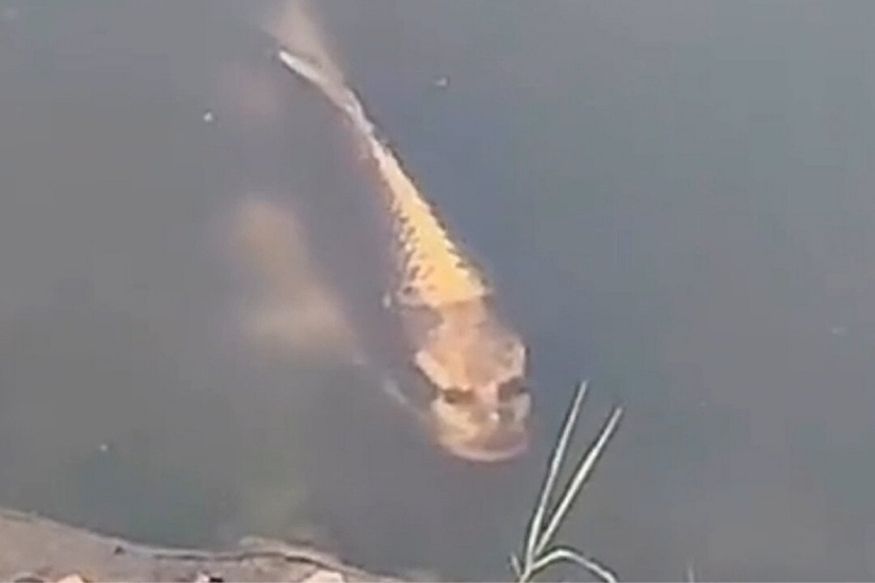 Ikan Berwajah Mirip Manusia ini Gegerkan Jagad Maya