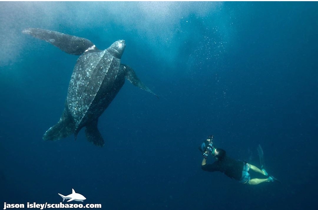 Perburuan Tabob: Mengubah Tradisi Jadi Potensi Wisata Konservasi Penyu ...