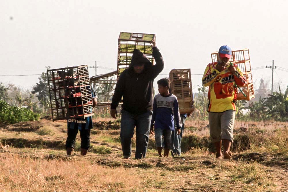 Adu Cepat Burung Merpati Makin Diminati Para Penghobi