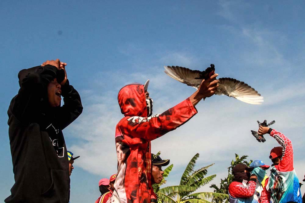 Adu Cepat Burung Merpati Makin Diminati Para Penghobi