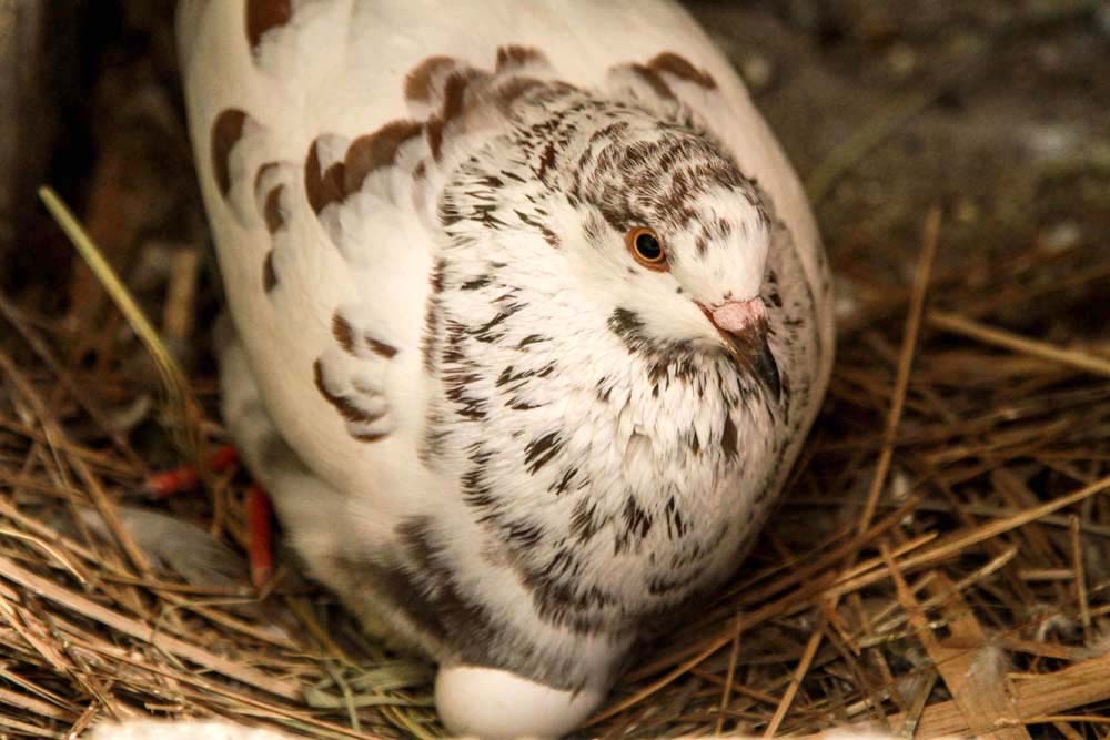 Adu Cepat Burung Merpati Makin Diminati Para Penghobi