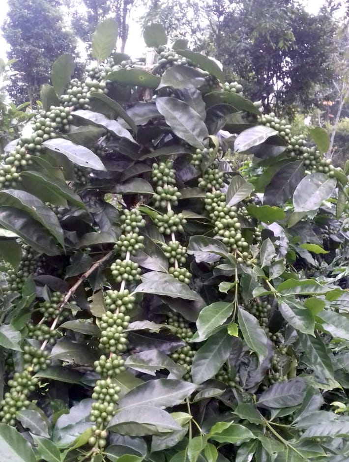 Java Preanger : Menanam Kopi, Menuai Lingkungan yang Lestari