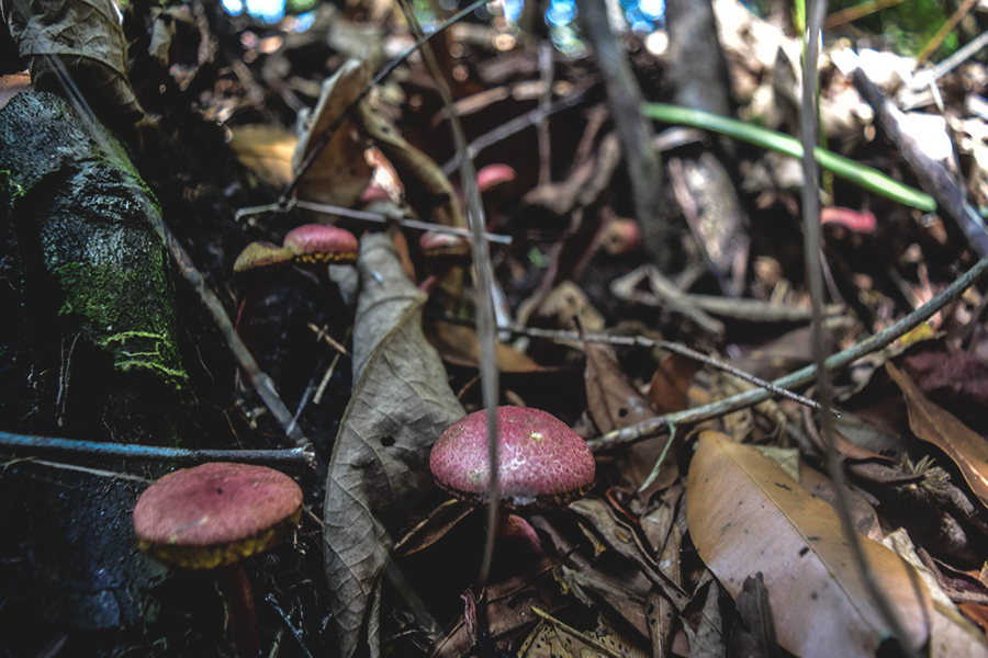 Foto: Para Pencari Jamur yang Menanti Datangnya Musim Hujan