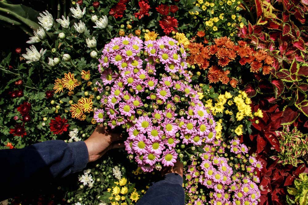 Menikmati Bunga di Pasar Splendid Malang