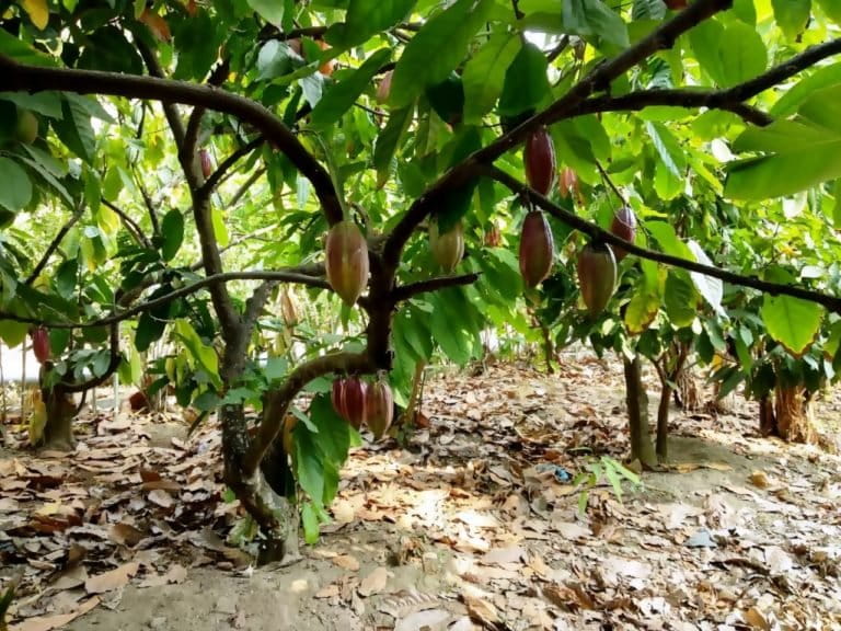 Rorak, Selamatkan Tanaman Kakao Saat Kemarau Berkepanjangan. Seperti Apa?