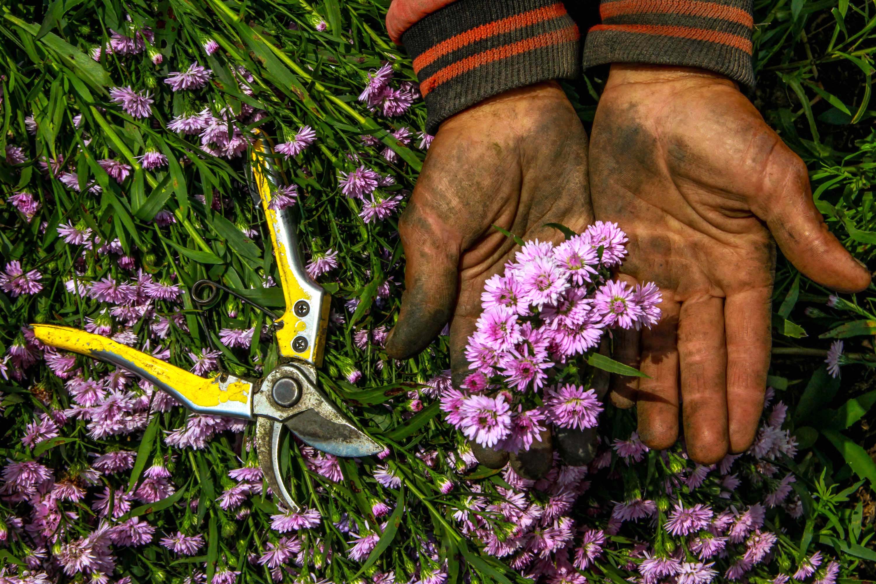 Bunga Pikok, Tanaman Menguntungkan Menanti untuk Dikembangkan