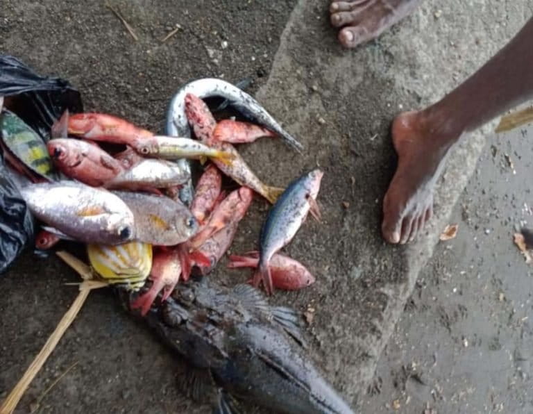 Air Laut Berubah Warna, Ikan-ikan Mati di Halmahera dan Ternate, Ada Apa?
