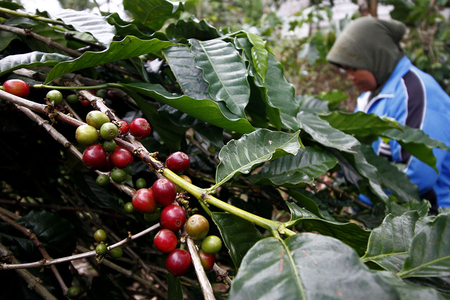 Nagari Lubuk Karak, Jantungnya Hutan Negeri Dharmasraya