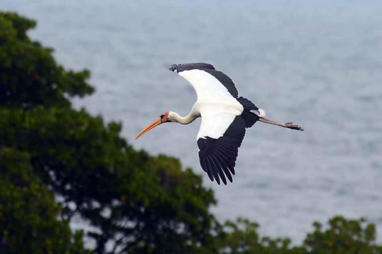 Burung Terancam Punah Penghuni Pulau Rambut