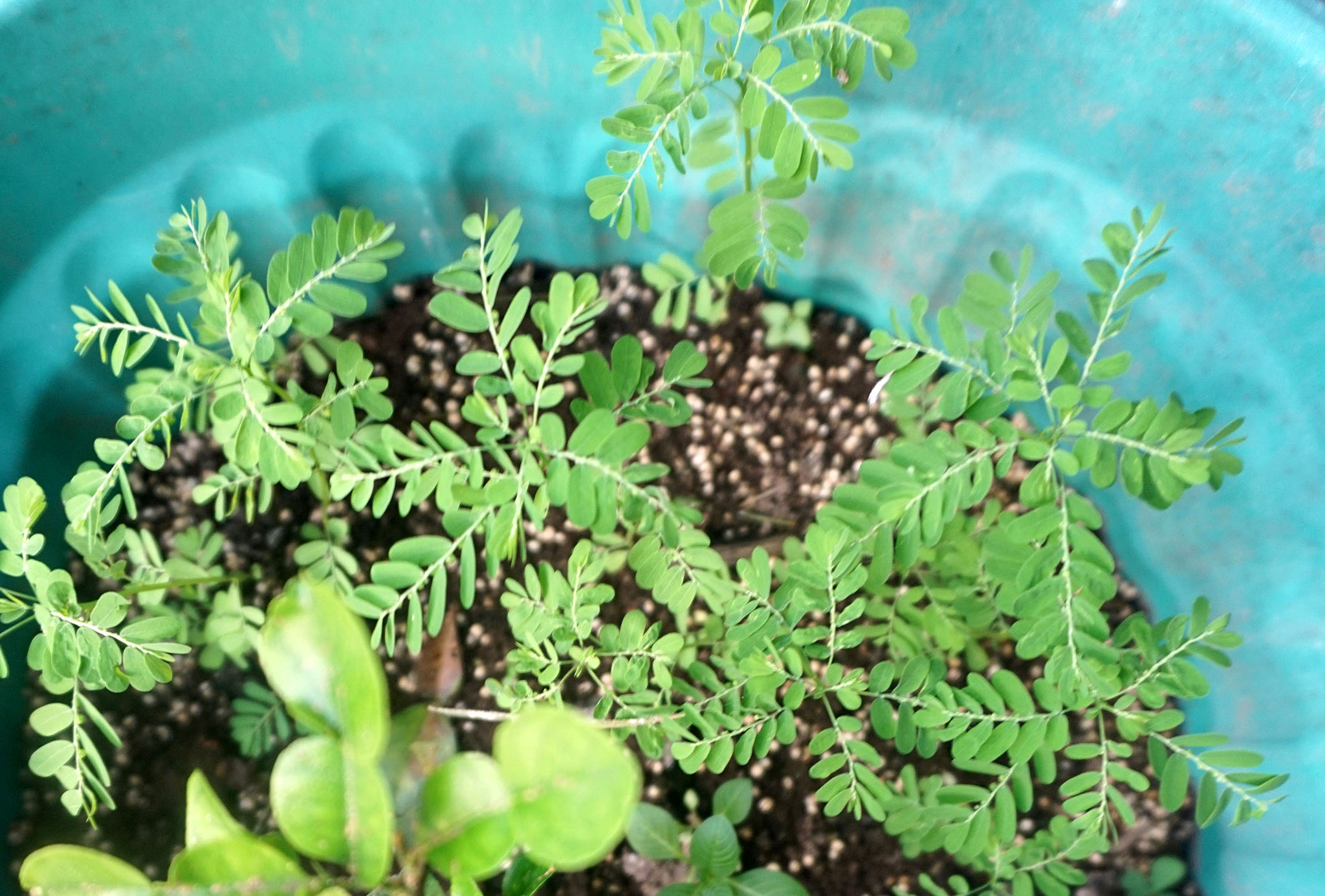 Profesor Ini Manfaatkan Gulma untuk Minuman Fungsional bagi Petugas ...