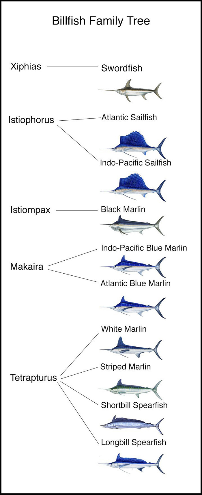 Ikan Apa Tercepat di Lautan? Kini Kita Tahu Jawabannya