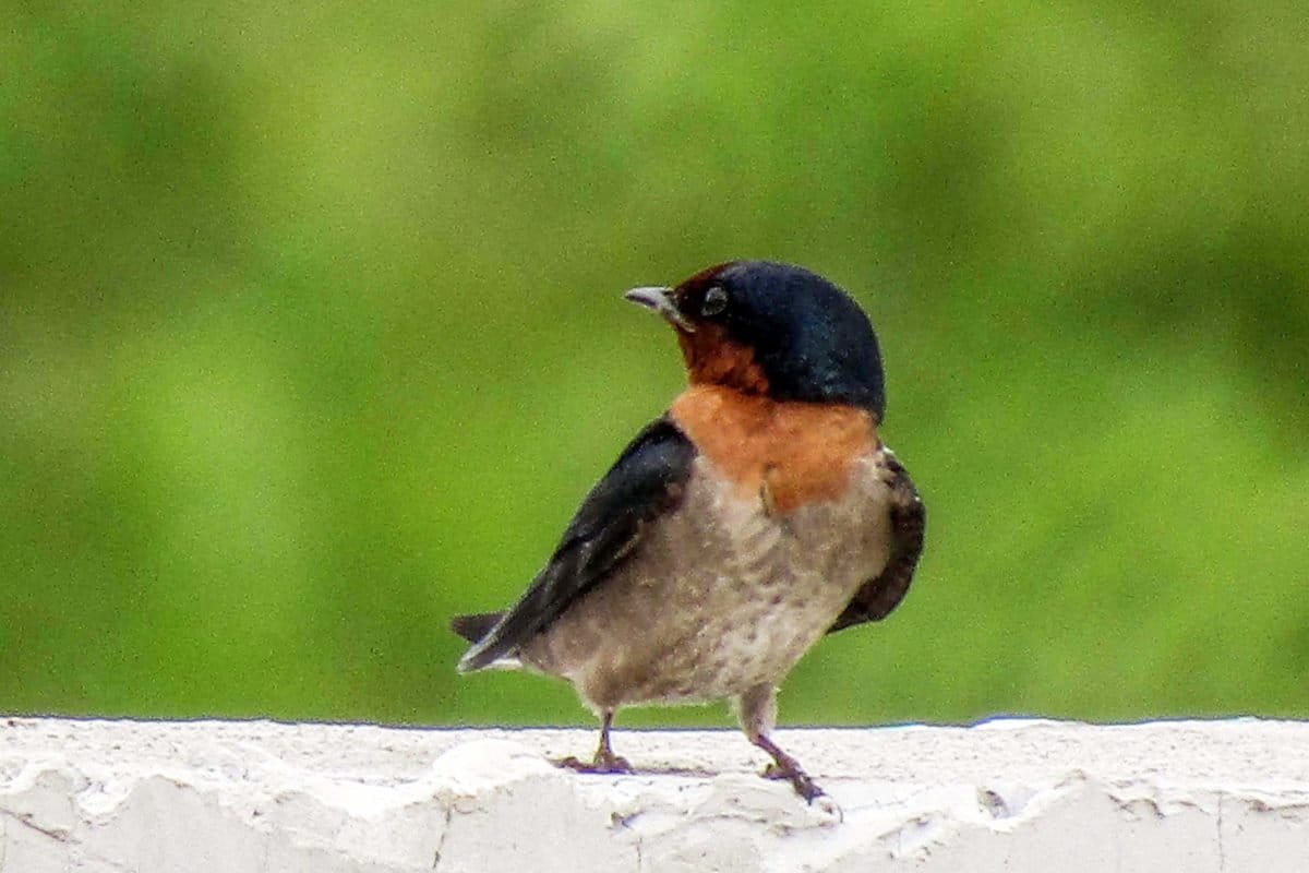 Burung Layang-Layang Batu, Si Mungil Penolong Petani