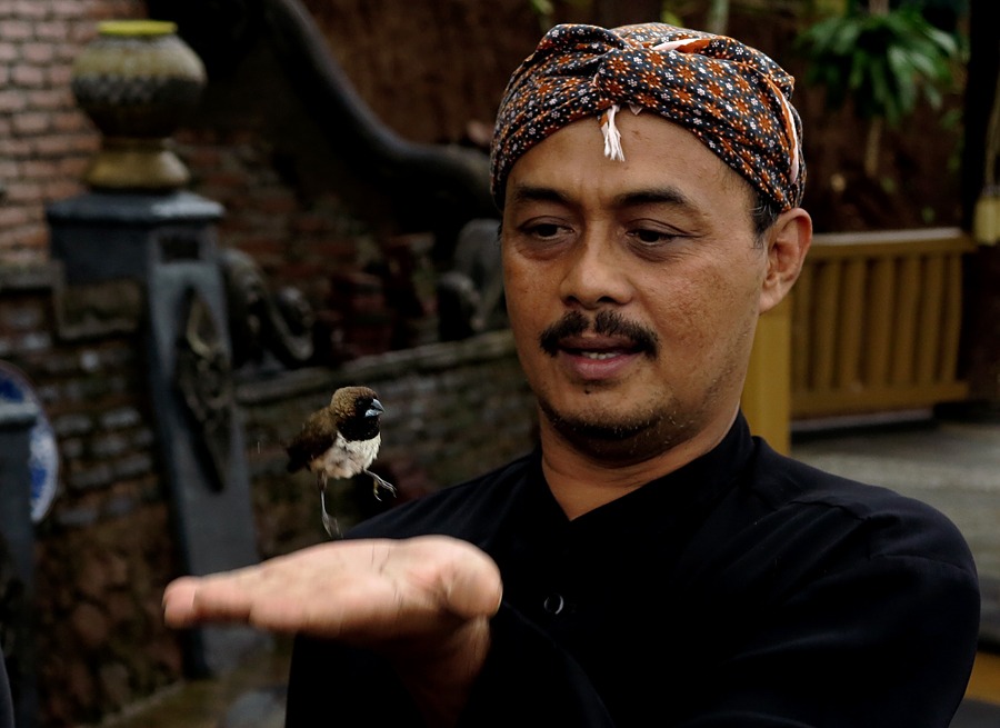 Burung Bondol Jawa, Si Burung Mungil Pemakan Bulir