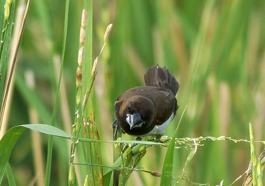Burung Bondol Jawa, Si Burung Mungil Pemakan Bulir