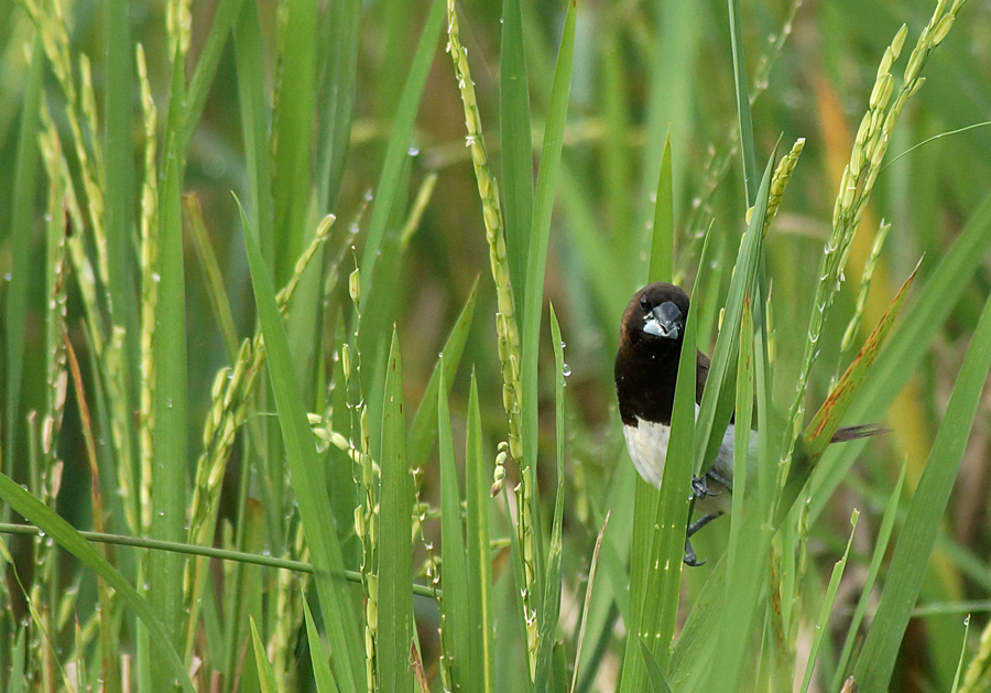 Burung Bondol Jawa, Si Burung Mungil Pemakan Bulir
