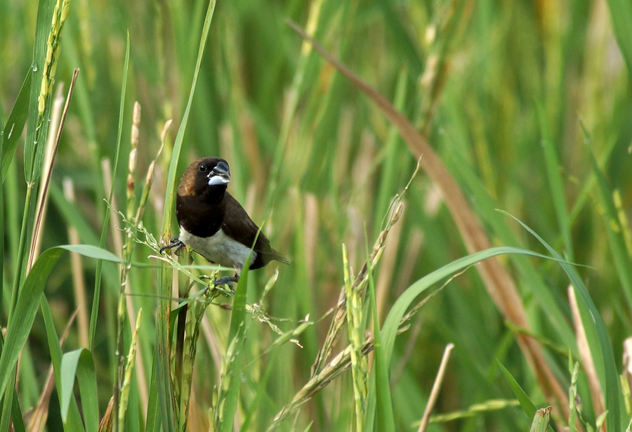 Burung Bondol Jawa, Si Burung Mungil Pemakan Bulir