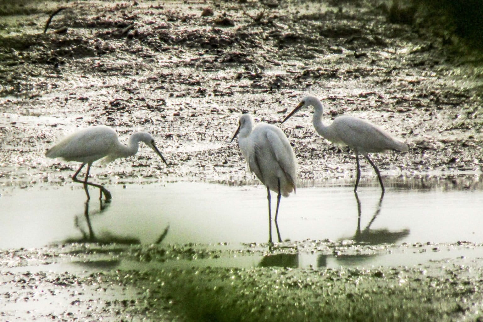 Mengenal Burung Kuntul Kecil, Si Penghuni Lahan Basah