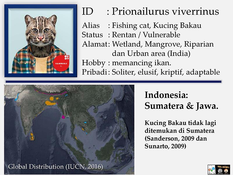 Nasib Kucing Bakau, Minim Perhatian dan Penelitian