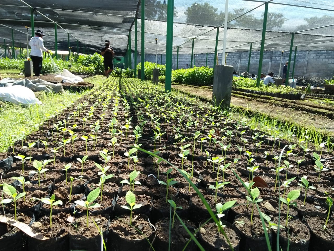 Kala Pandemi, Saat Tepat Menanam Bibit Buah dan Kayu Gratis dari ...