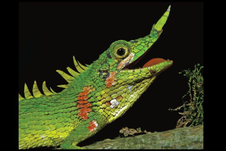 Lebih 100 Tahun Hilang, Kadal Ini Muncul Lagi di Danau Toba