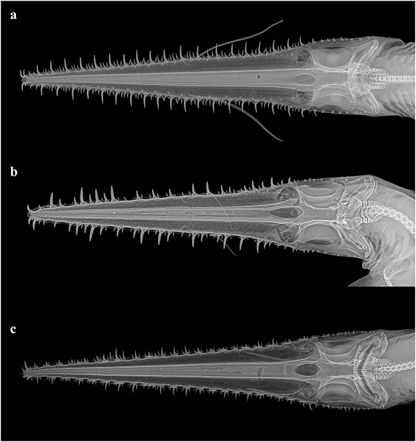 Ditemukan, Dua Spesies Baru Hiu Gergaji