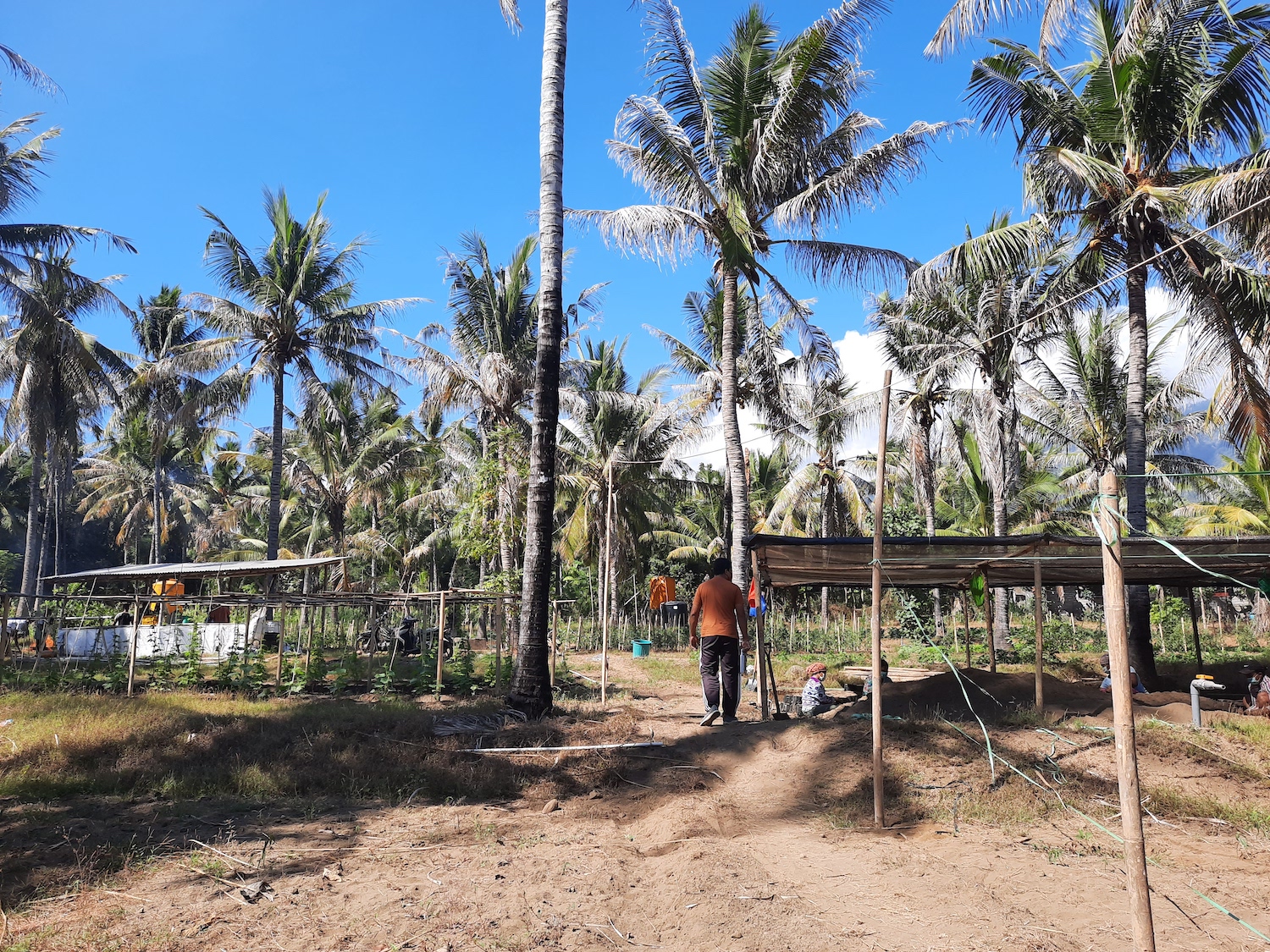 Begini Mitigasi Dampak Pandemi ala Desa Tembok Buleleng Bali