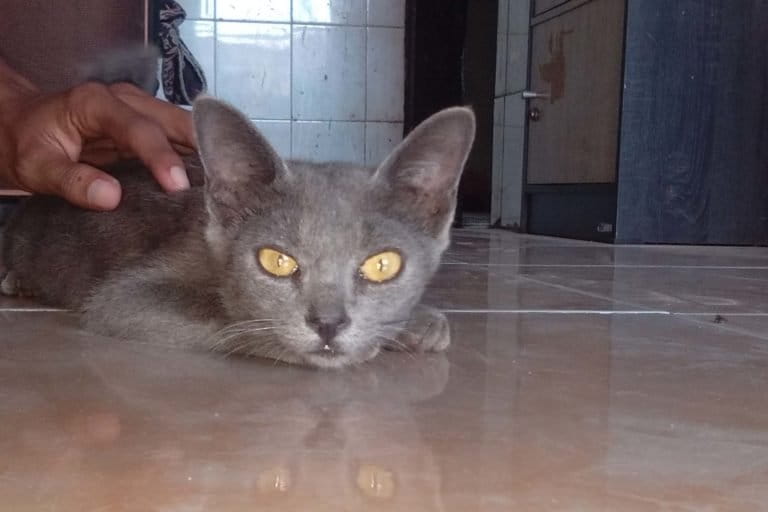 Mengenal Busok, Kucing Unik dari Pulau Raas