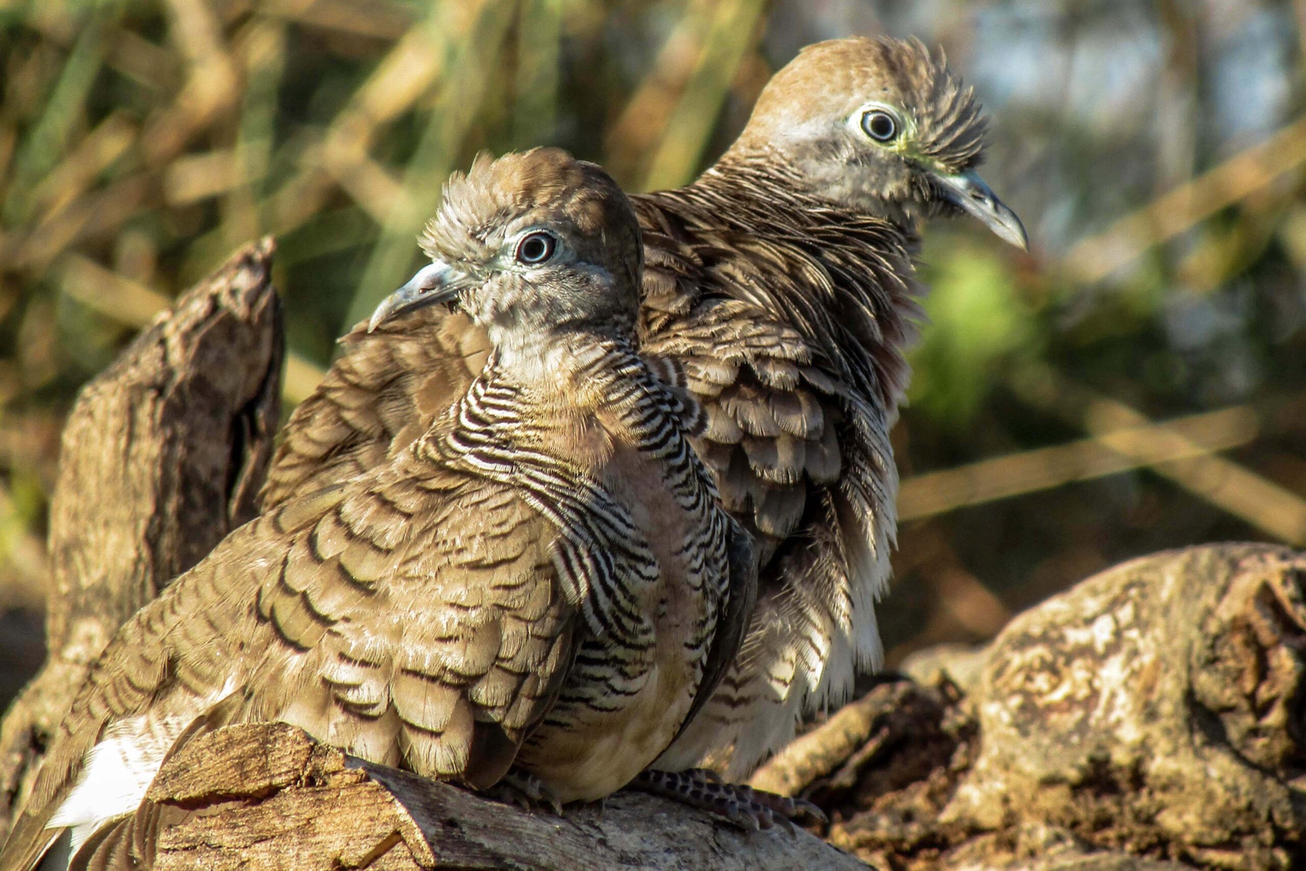 Perkutut Jawa, Burung dengan Keunikan Katurangga