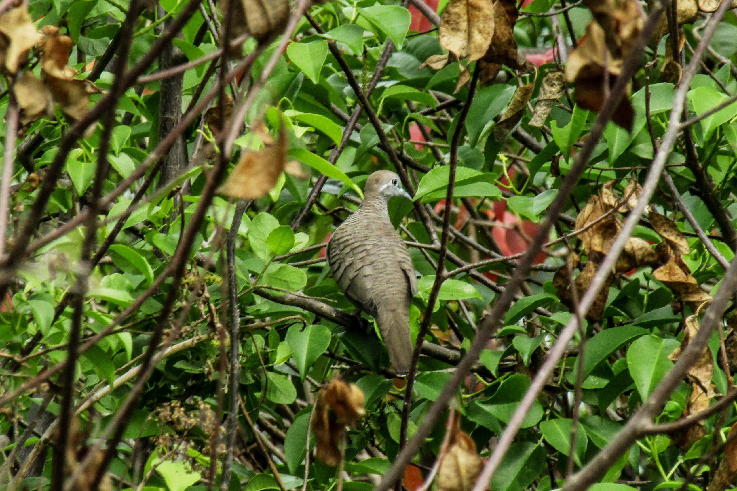 Perkutut Jawa, Burung dengan Keunikan Katurangga