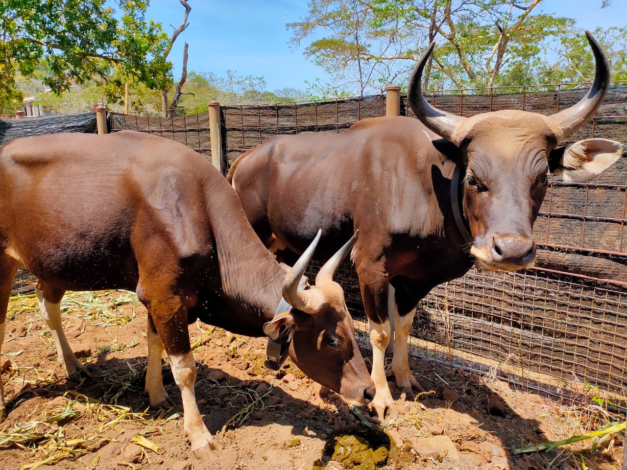 Pertama Kalinya Di Indonesia, Banteng Kembali Ke Habitat Alaminya