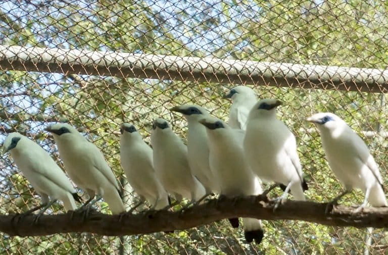 Jalak Bali: Burung Eksotis Indonesia yang Terancam Punah