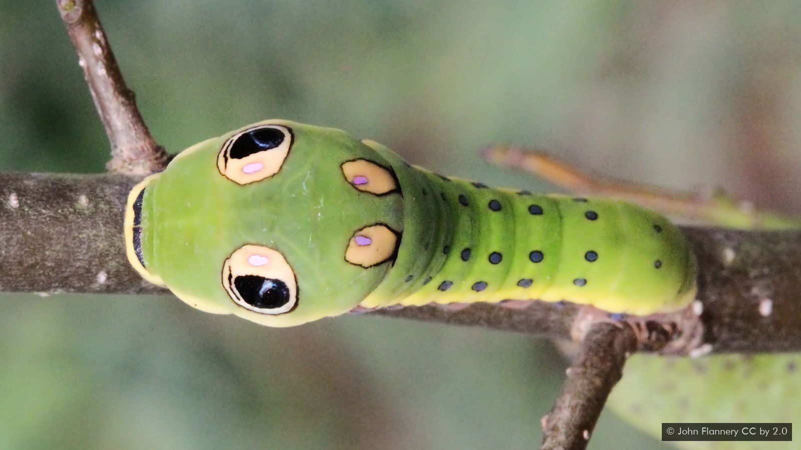 Enam Alasan Mengapa Banyak Satwa Memiliki Mata Palsu