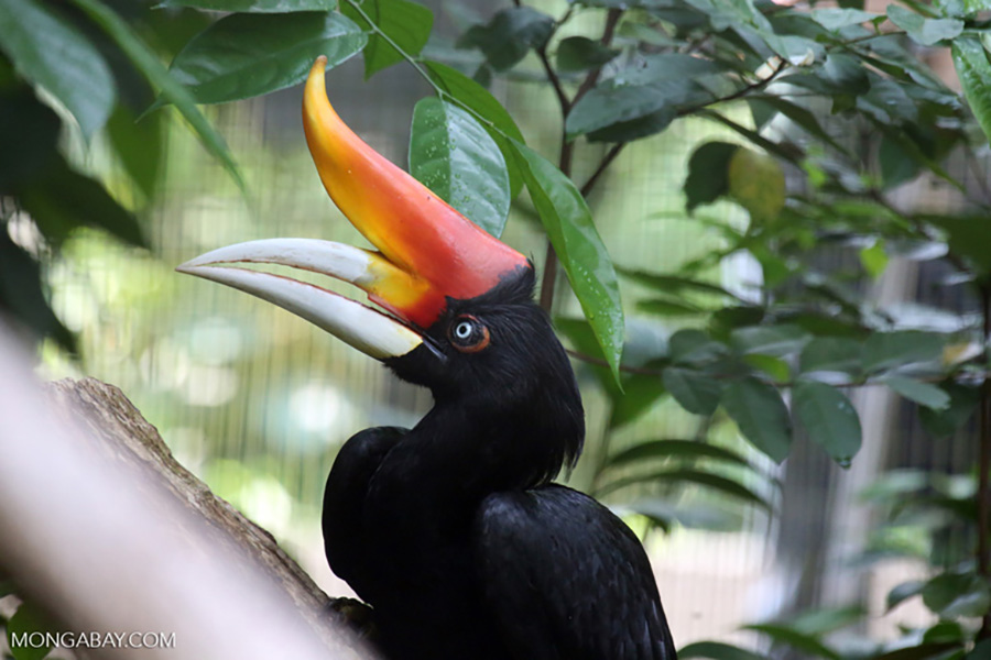 10 Jenis Burung dengan Paruh Menakjubkan