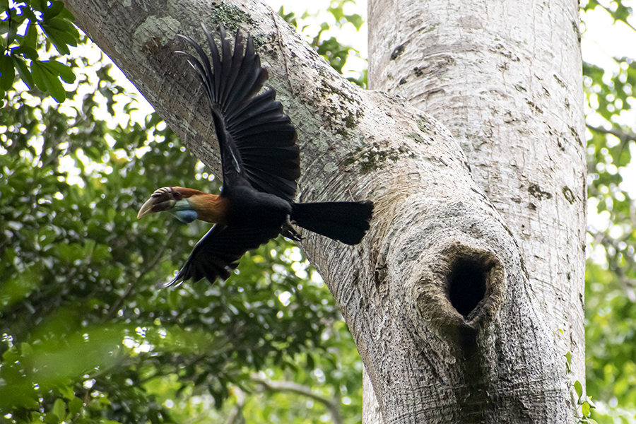 Memantau Julang Sumba di Taman Nasional Matalawa