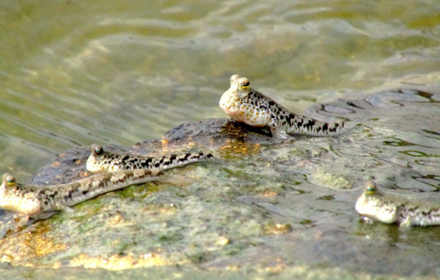 Ikan Tembakul, Si Mata Kodok yang Mampu Hidup di Air dan Darat