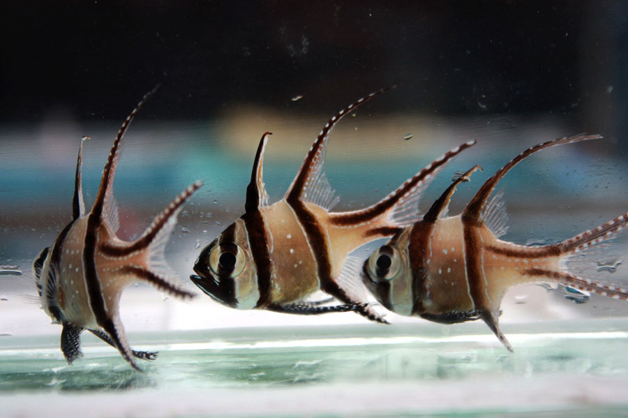 Banggai Cardinal Fish, Si Cantik dan Endemik Sulawesi