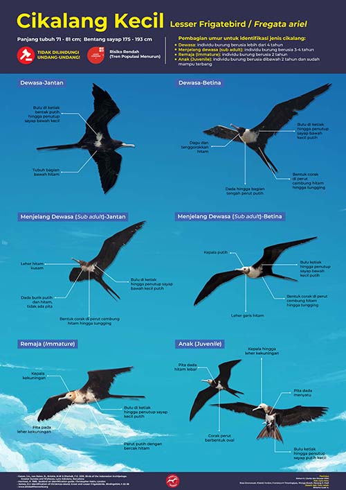 Cikalang, Burung yang Digambarkan Sebagai Perompak Laut