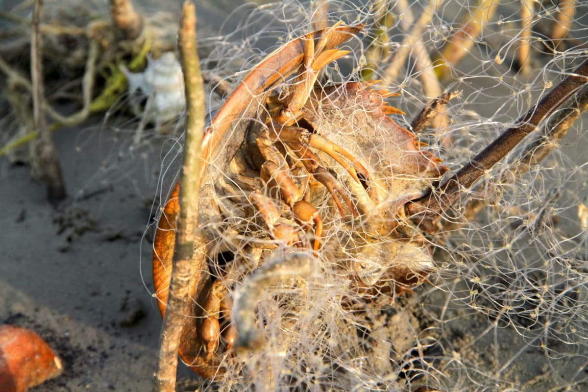 Kepiting Tapal Kuda, Hewan Darah Biru yang Bukan Kepiting