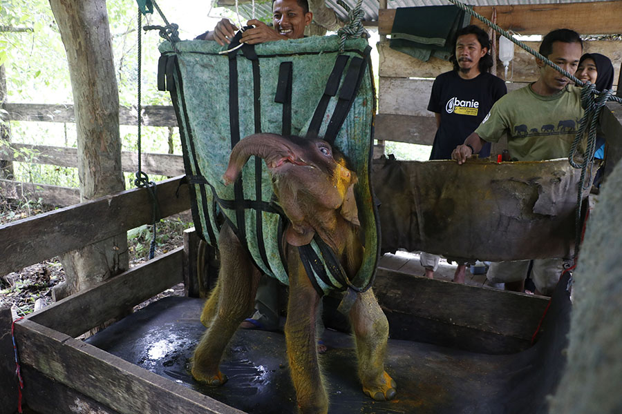 Inong, Bayi Gajah Sumatera yang Terjebak di Kubangan Itu Mati