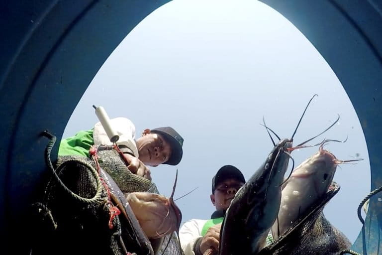 Lele Mutiara, Generasi Terkini Ikan Populer di Indonesia