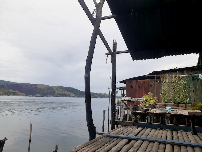 Sowang, Kayu Endemik Papua yang Digunakan Sejak Zaman Prasejarah