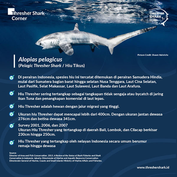 Hiu Tikus, Spesies yang Menggunakan Ekor Panjangnya untuk Berburu Mangsa