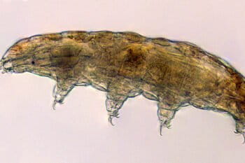 Tardigrada: Spesies Terakhir yang Bertahan di Bumi Saat 'Kiamat'