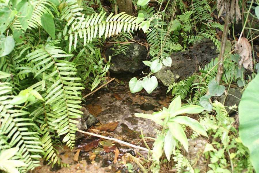 Bisa Pindahkan Batu Besar, Inilah Katak Terbesar di Planet Bumi