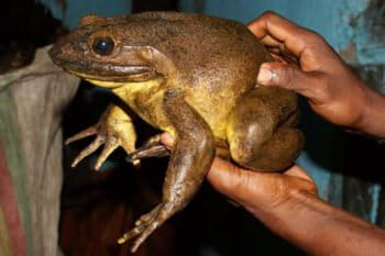 Katak Goliath, Katak Sebesar Kucing yang Mampu Pindahkan Batu Besar ...