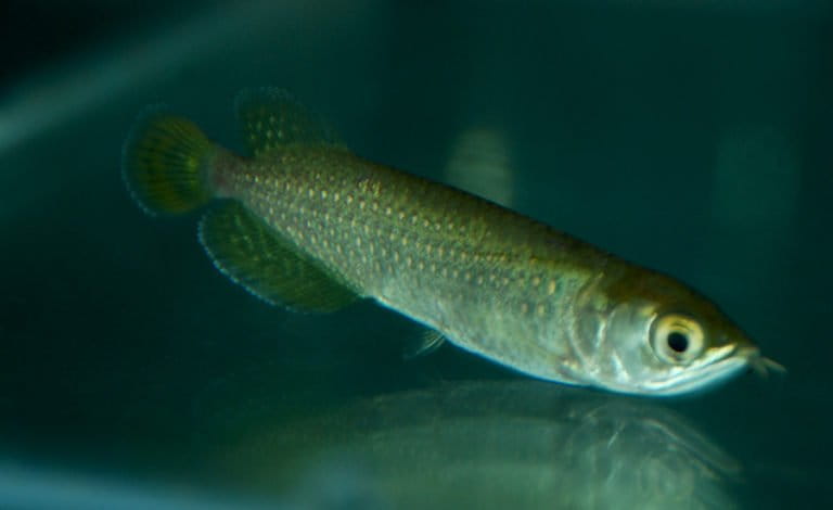 Arwana, Ikan Air Tawar Purba yang Memelihara Anaknya di Mulut