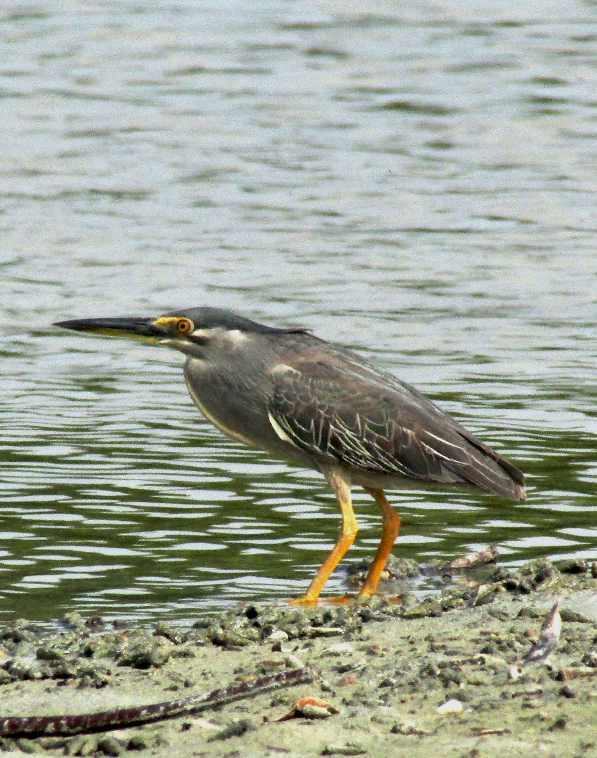 Burung Kokokan Laut, Si Penyendiri yang Cerdik