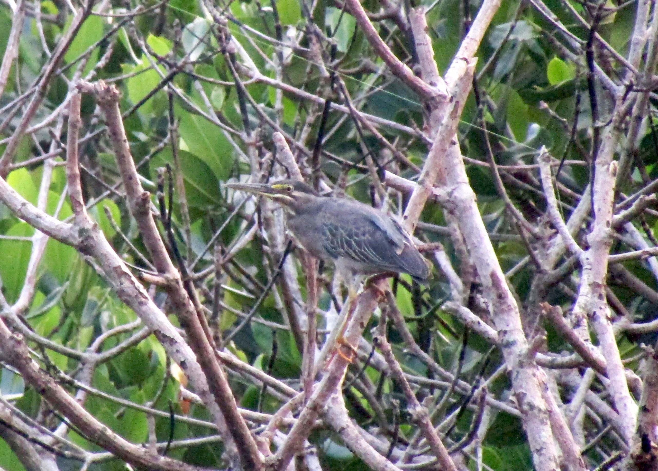 Burung Kokokan Laut, Si Penyendiri yang Cerdik