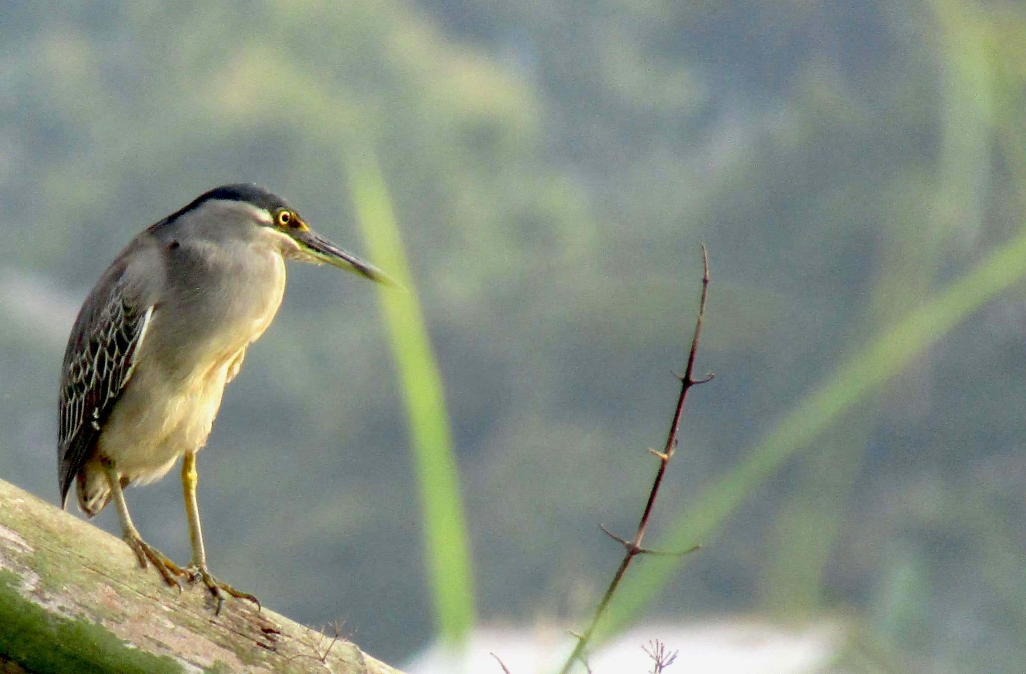 Burung Kokokan Laut, Si Penyendiri yang Cerdik