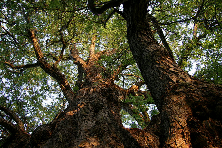 Mengenal Nothofagus, Pohon yang Menjadi Sorotan UNESCO di Papua